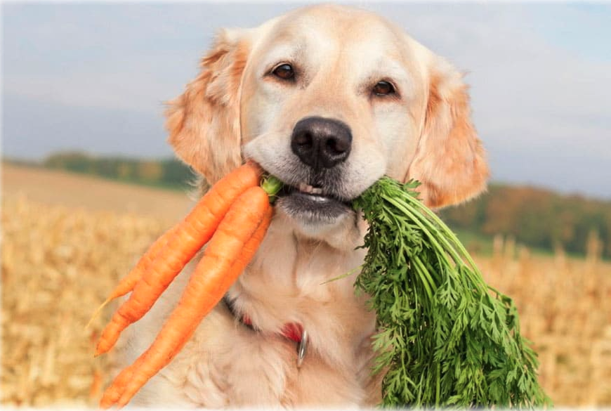 9 healthy foods for dogs | Lady Life Magazine